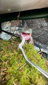 Sandfire blue dumpy picknick