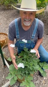 71K views · 4.5K reactions | Cabbage Moth Decoys #cabbagemoth #gardentricks #gardendiy #gardentips #gardening #gardentricks #farmtotable #garden #farmlife #homesteading #permaculture #sustainability #pestsolutions | PawPaw Ridge Homestead | Facebook