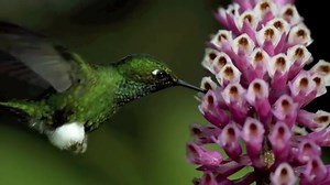 WATCH: Stunning footage of hummingbirds battling for nectar. This Sunday on Life Story, animals are growing up, learning key survival skills. http://www.cbc.ca/lifestory | CBC Docs