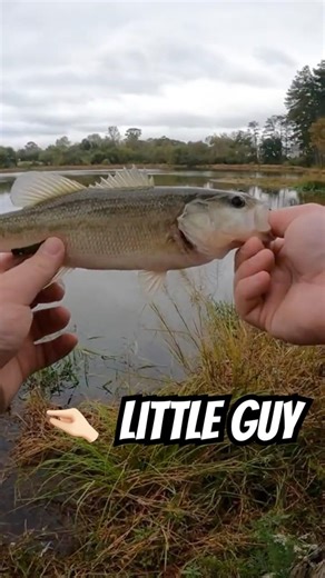 Little December Catch