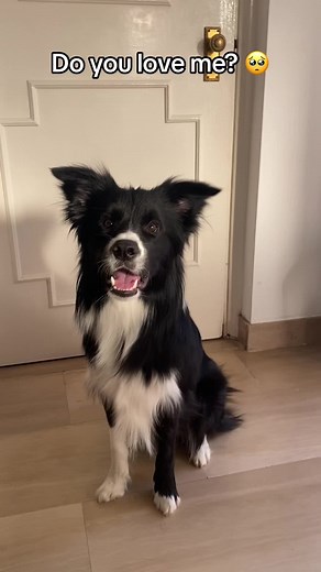 Do You Love Your Border Collie?