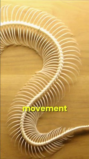 This Creature Has 1,800 Bones—More Than Any Animal on Earth!