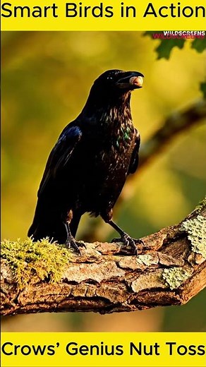 Crows’ Mid-Air Nut Toss: Teamwork in Flight #animals #nature #wildlife