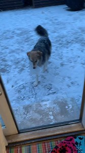 309K views · 16K reactions | I has lorge ice cube流 #retriever | The Half Husky Bros | Facebook