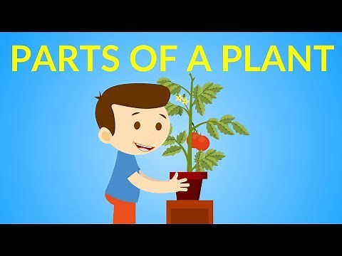 Parts of a Plant for kids || Parts of a Plant