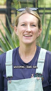 6.9K views · 129 reactions | National Whooping Crane Day is an important day at Abilene Zoo. The zoo is part of a SAFE program that participates in conservation efforts for the endangered whooping crane species! Tune in for more details from zookeeper Michaela. | Abilene Zoo | Facebook