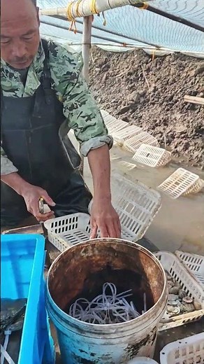 The greatest joy of animal husbandry is to have a bountiful harvest