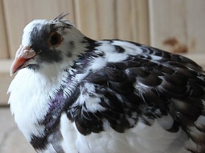 Not My Pigeon. First Aid. Treatment for Stress & Wounds. Pigeon Bobos - Premier Soins. Paloma - Primeros Auxilios