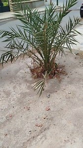 Cutting small palm trees in an artistic way #palm #tree #asmr | Man mowing 200