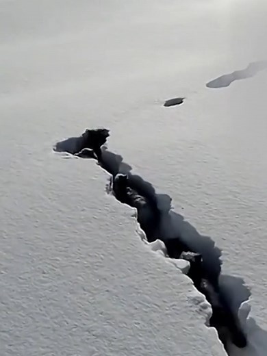 Wolf pack spotted tunnelling through deep snow and winter terrain in northwestern China. #Wolves #wolf #wolfpack #snow #winter #animals #animaltok #nature #fyp #snowtunnel #wildlife #weather