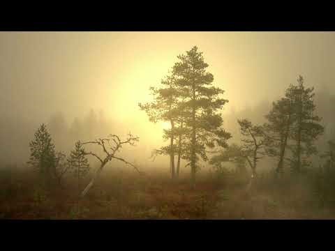 Deep Focus Music for Studying, Reading & Work - 1 Hour Ambient Study Mix