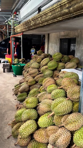 EXPERT CLASSIFIERS D101 BOUND TO CHANI 💵👏😍 #arardavaofruits #haslesunday #fyp #durianseason #trustheprocess #farmingislife #business #D101 | AR AR Arellano