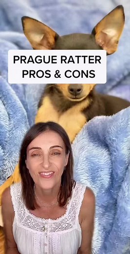 The Prague Ratter: Small But Mighty Canine Companion