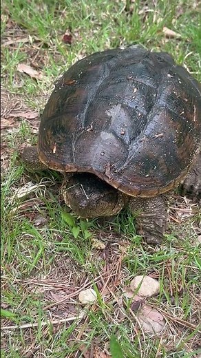 Snapping Turtle Tells Woman to Back Off || ViralHog