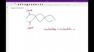 What is the entire labeled structure called? A. nucleotide 𝐁 . RNA 𝐂 . base D. phosphate | Numerade