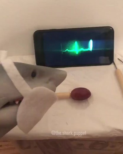 1.5K views · 21 reactions | Shark puppet did... - - - - - _ Backup: @the.shark.puppet_v.2 - - - #meme #memes #dankmeme #dankmemes #edgy #edgymemes #doggo #offensivememes #communism #marvel #lilpump #despacito #roblox #minecraft #earrape #hood #hoodclips #cringe #fortnite #shark #sharkpuppet #comedy #xbox #epic #victoryroyale #puppet #juicewrld #6ix9ine #rap | The Shark Puppet | Facebook