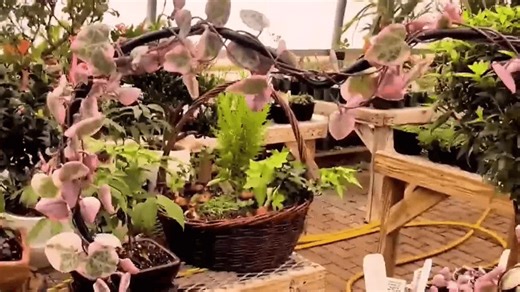 Valentine's Day is coming up: How to care for a "string of hearts" with Carol Watson