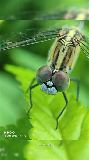 Redmi Mobile Macro photography || Pro Tips And Tricks ||#viral #trending #xiaomicamera #redmimobile