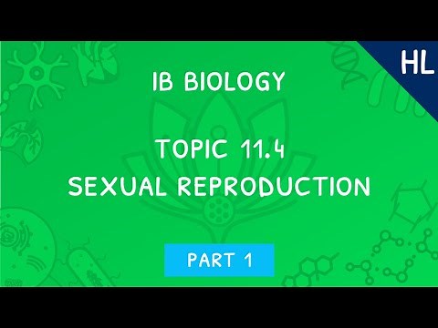 IB Biology Topic 11.4 (HL): Sexual reproduction - Part 1
