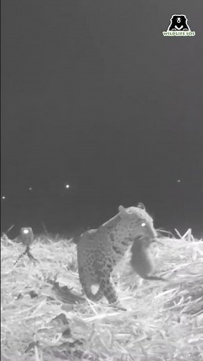 Witness a tender moment as a baby leopard reunites with its mother in the wild.