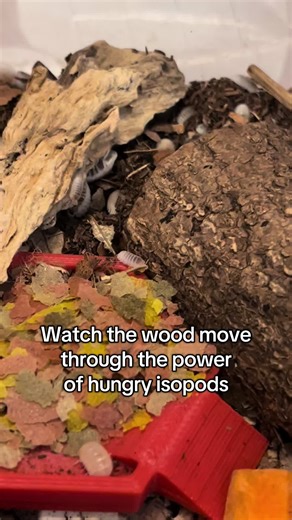 Discover the Strength of Hungry Isopods in Action