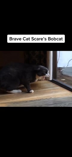 Brave Cat Scares Bobcat in Hilarious Encounter