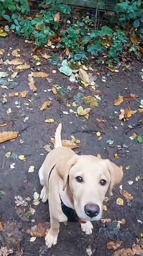 Super obedient Labrador puppy! For NOW. #labrador #puppy #dogtraining