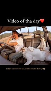 Video of the Day ❤️ That Bond is unforgettable 🐾 . . . . #dogs #labrador #breed #dog #puppy #owner #love #bond #bonding #unforgettable #video #moment #cute #reels #viral | Labrador Vlogs