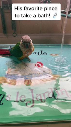 Cashew the Conure taking a bath! #birds #birdsoftiktok #cashewthebird #cashewtheconure #kitchensink #birdpet