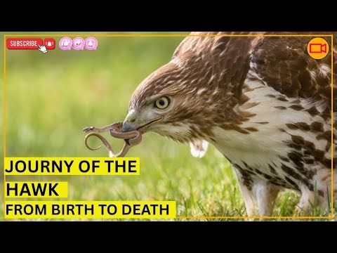 The Hawk’s Full Life Journey — From First Flight to Final Sky Dive