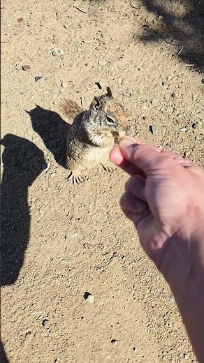 Ardillas vs Palomas ¿Quién GANA en la Búsqueda de Comida?