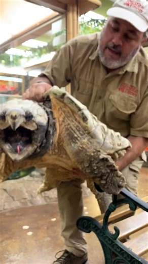 Ever heard of an Alligator Snapping Turtle aka; a Macrochelys temminckii?! 🐢 These ambush predators are known for their voracious appetite and their huge size! They are the largest freshwater turtle from North America and use their worm-like lure on their tongues to draw in prey! 🪱 #livingthedream This big Lu is an oldie, want to give his age a go? | Jayprehistoricpets