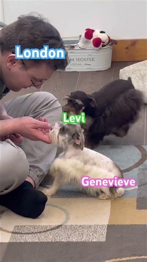 RoyalSchnauzers Micro Tcup Toys #puppy #pets #cute #dog #pets #love #miniatureschnauzer #petsrule