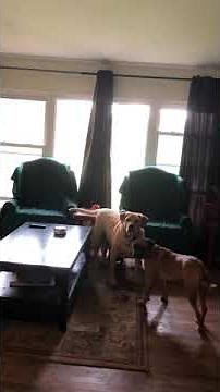 Boxer and yellow lab fighting. Guess who will win?