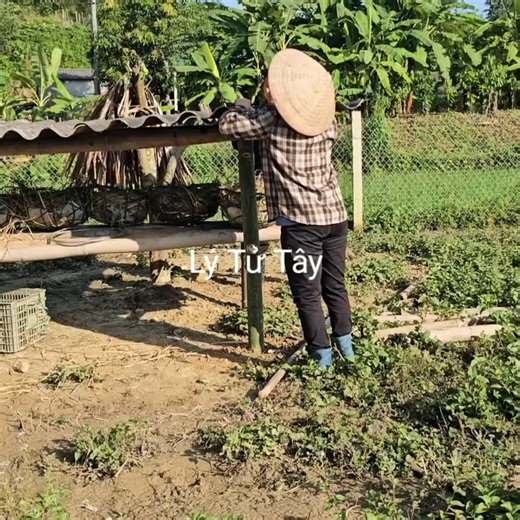 15 reactions | Kind-hearted man Xabi and single mother restore farm after flash flood. ly tu tay | Ly Tieu Dua | Facebook