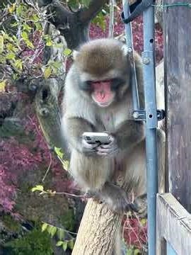 Monkey Tries Using an iPhone 😂🐒