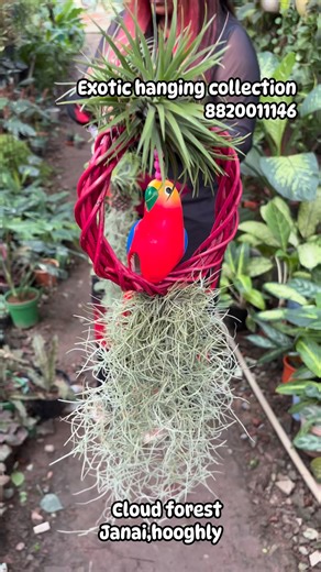 29K views · 489 reactions | Add a touch of charm to your space with our Exotic Hanging Plant Collection ✨ Each plant is unique, easy to care for, and perfect for creating a lush, green vibe in any corner! 華 #ExoticHangingPlants #GreenDecor #CloudForest #PlantLovers #IndoorGarden #HangingBeauty Booking no 8820011146 Store https://maps.app.goo.gl/bmtWxo3wFpYY25Gv5?g_st=aw | Cloud Forest | Facebook