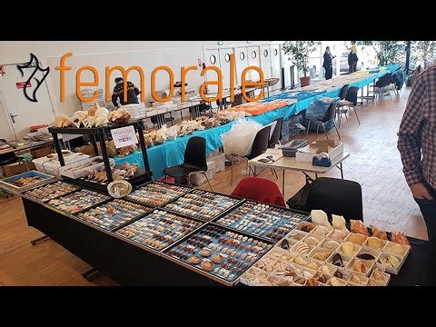 Paris Shell Show 2022