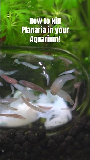 My aquarium is infested with #planaria