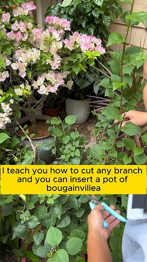 Potatoes and easy-to-do plant extraction method #garden #gardening #plants #planting #planthacks #gardenhacks #gardeningmakemehappy #gardeningtips #gardeningideas #gardeninspiration #gardenlove | Gardening Ideas