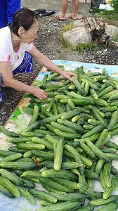 Andami nman niyan Inang👌🥒 #plantitasakusina #farmer #pipino #farmlife #FARMING #farm #pipino | Plantita sa Kusina