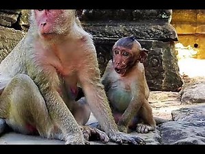 Mom monkey is boring of King of small spoil monkey cry to get milk