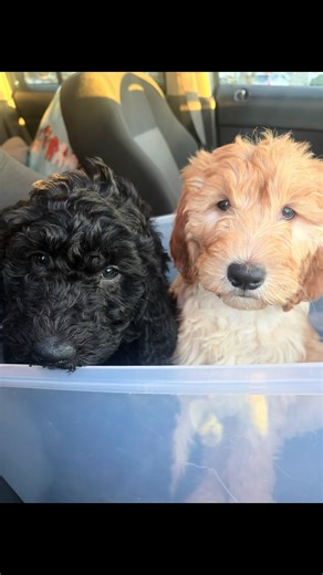 Adorable Labradoodles: A Heartwarming Encounter