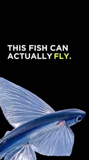 Flying Fish Glides Over the Ocean! | Wild Ocean Action