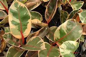 Brown Spots on Ficus elastica (6 Causes & Treatments) - Homes Pursuit