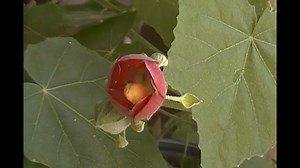  How to choose the right flowering trees for your landscape  There...