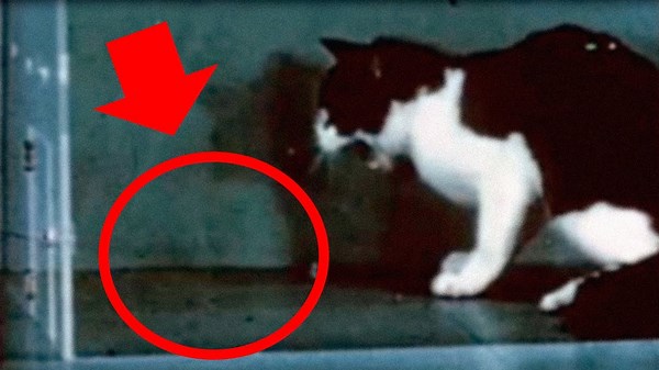 The Pentagon’s LSD Experiment on a Cat Was Caught on Camera