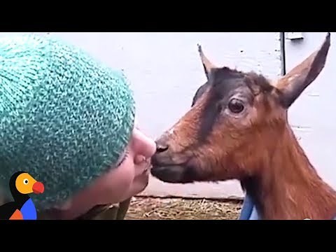 Rescued Goats Form SWEETEST Family | The Dodo: Comeback Kids