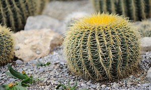 Cómo hacer una composición con cactus