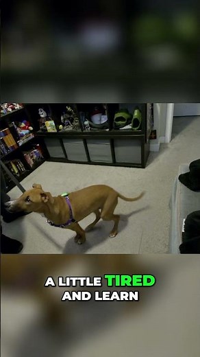 Dog Training: Positive Touch and Commands for Success! #shorts